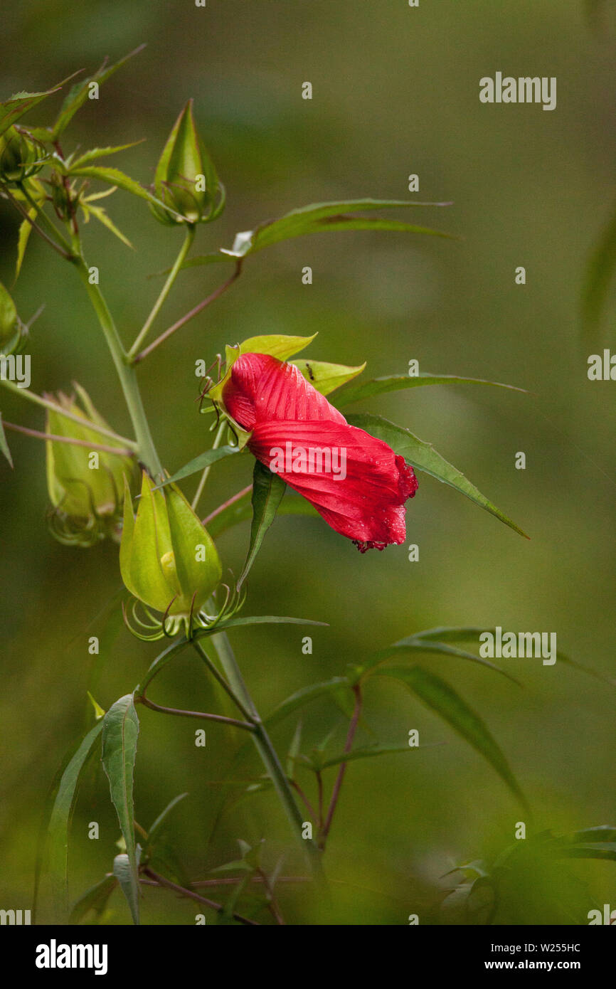 Scarlet swamp hibiscus hi-res stock photography and images - Alamy