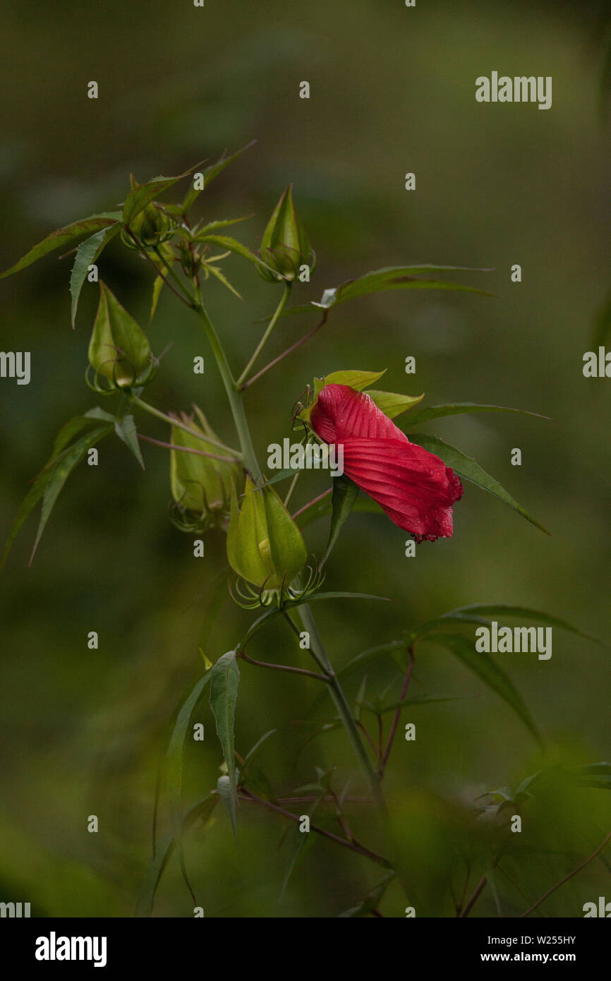 Red swamp hibiscus hibiscus coccineus grows in the Corkscrew Swamp in ...