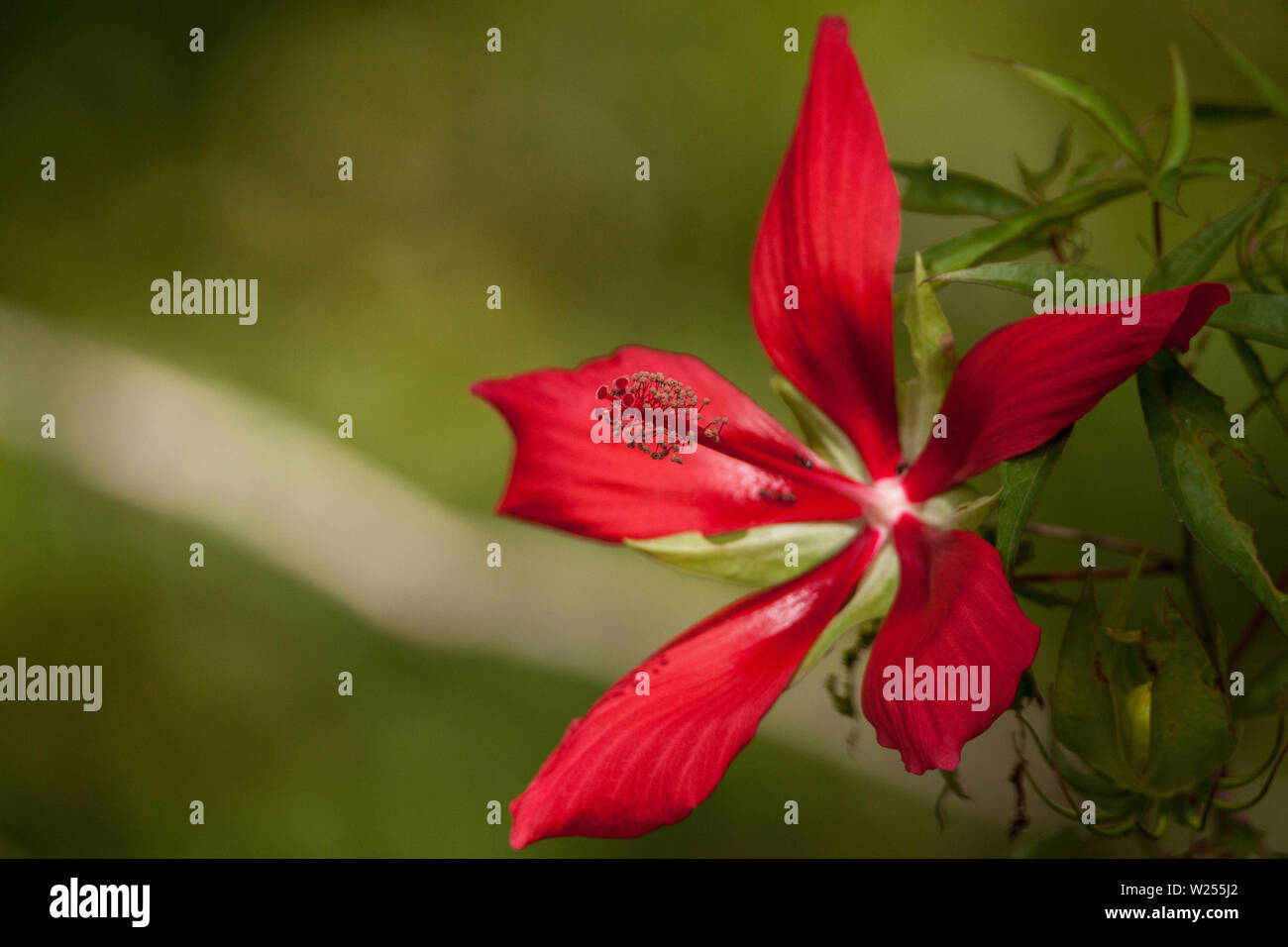Scarlet swamp hibiscus hi-res stock photography and images - Alamy