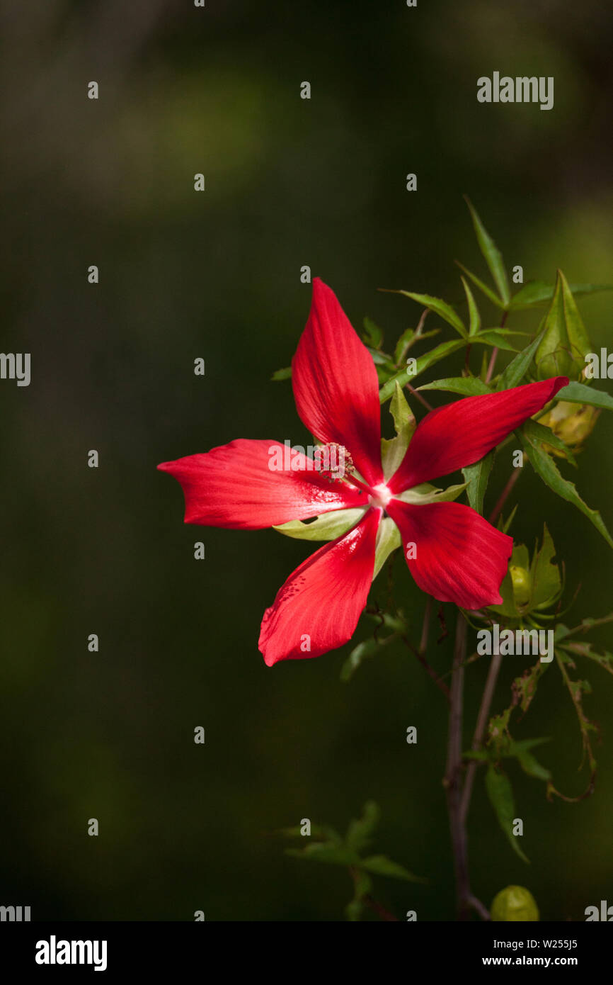 Red swamp hibiscus hibiscus coccineus grows in the Corkscrew Swamp in ...