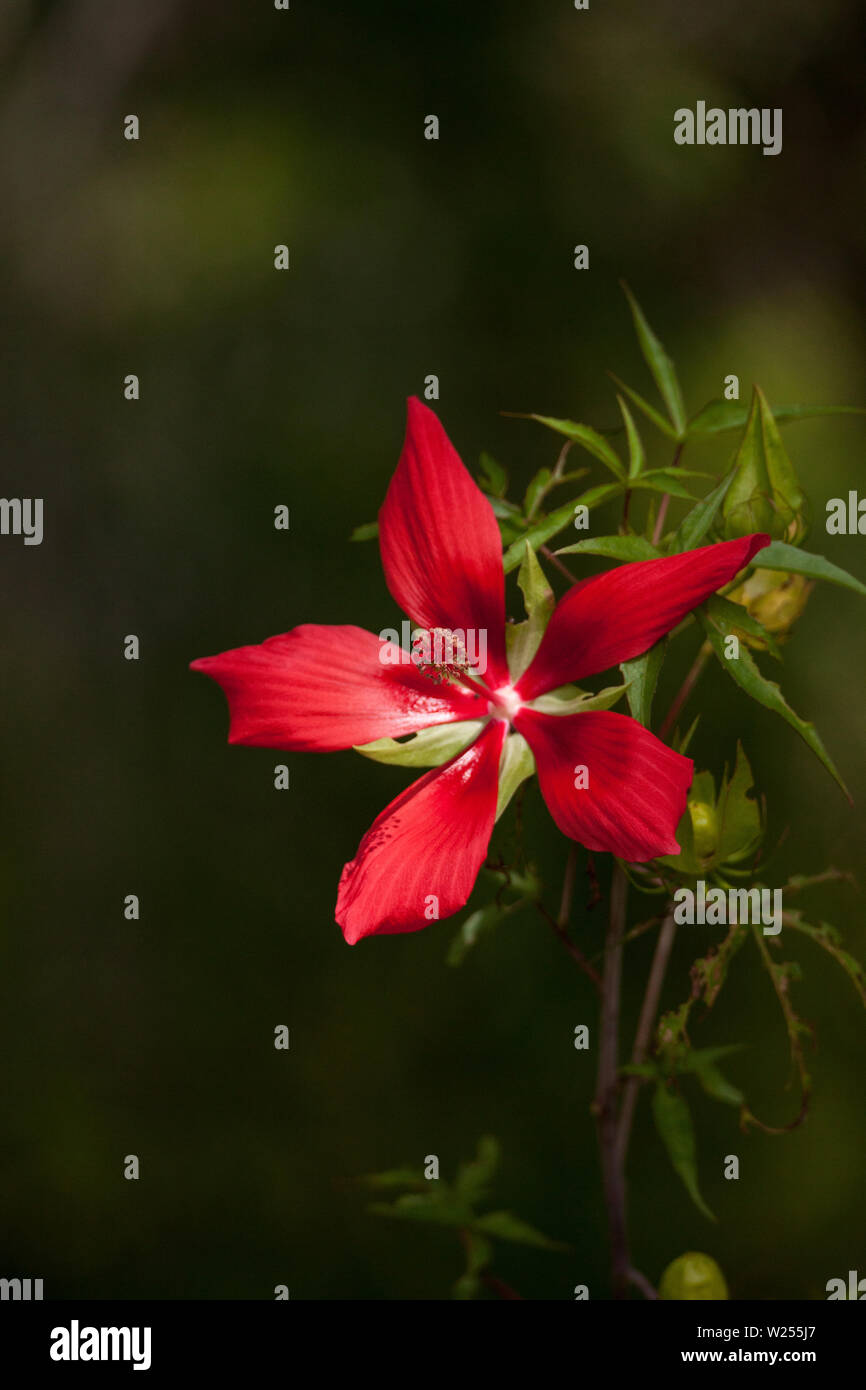 Red swamp hibiscus hibiscus coccineus grows in the Corkscrew Swamp in ...