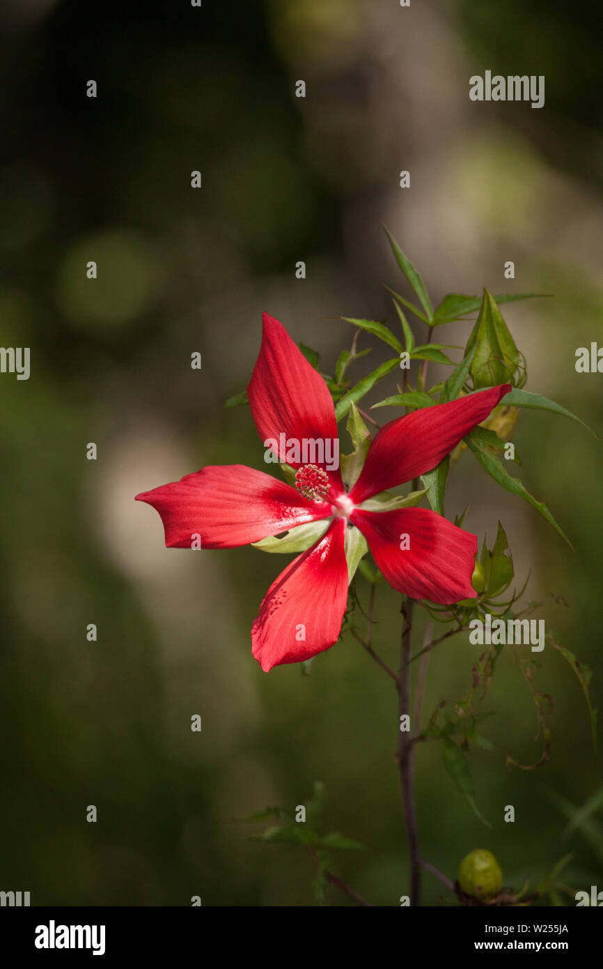 Scarlet swamp hibiscus hi-res stock photography and images - Alamy