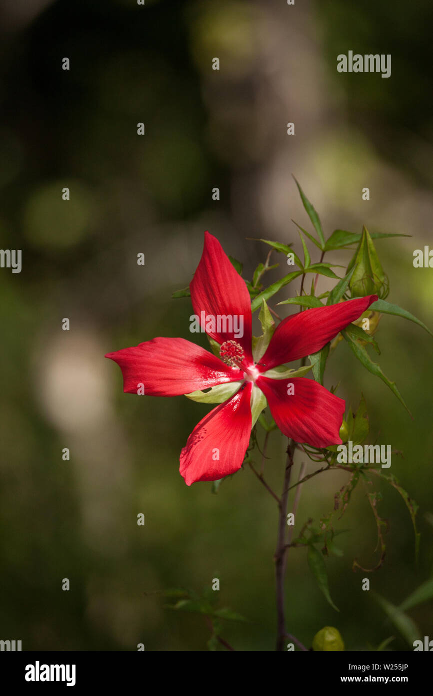 Red swamp hibiscus hibiscus coccineus grows in the Corkscrew Swamp in ...