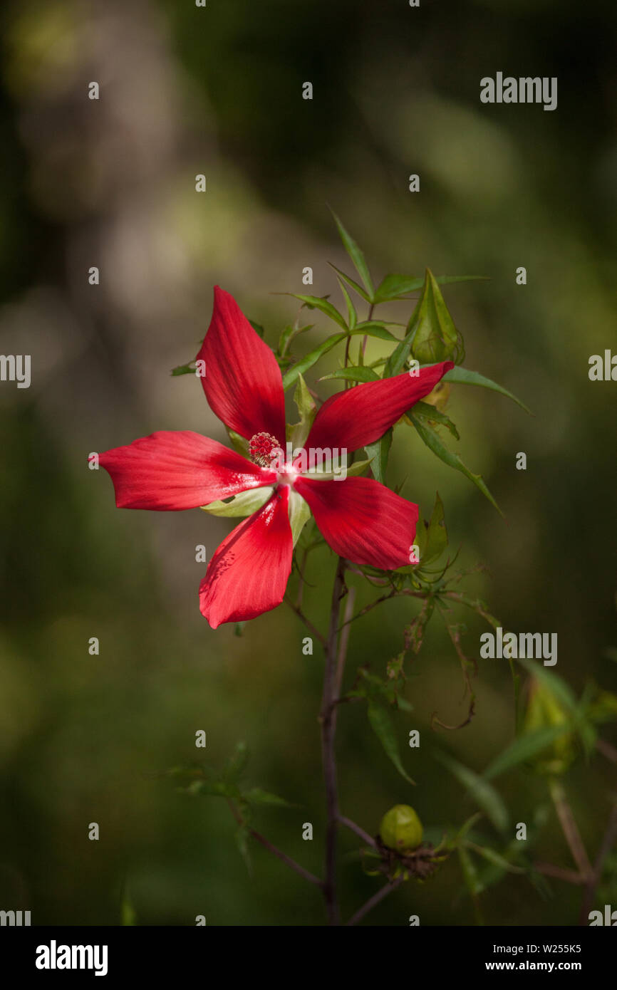 Red swamp hibiscus hibiscus coccineus grows in the Corkscrew Swamp in ...