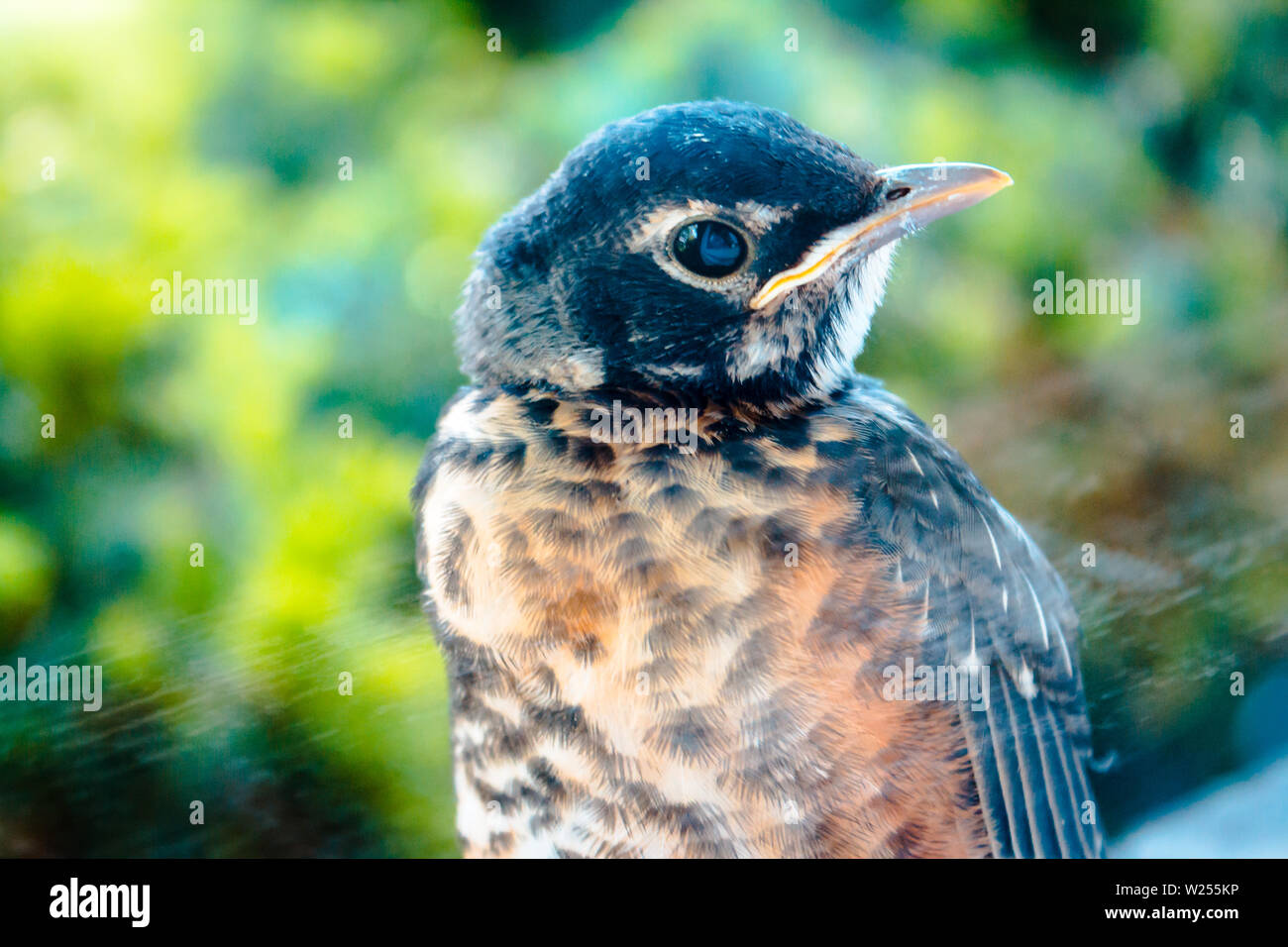 Juvenile robin looking into a window Stock Photo - Alamy