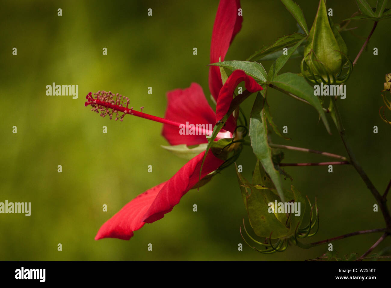 Red swamp hibiscus hibiscus coccineus grows in the Corkscrew Swamp in ...
