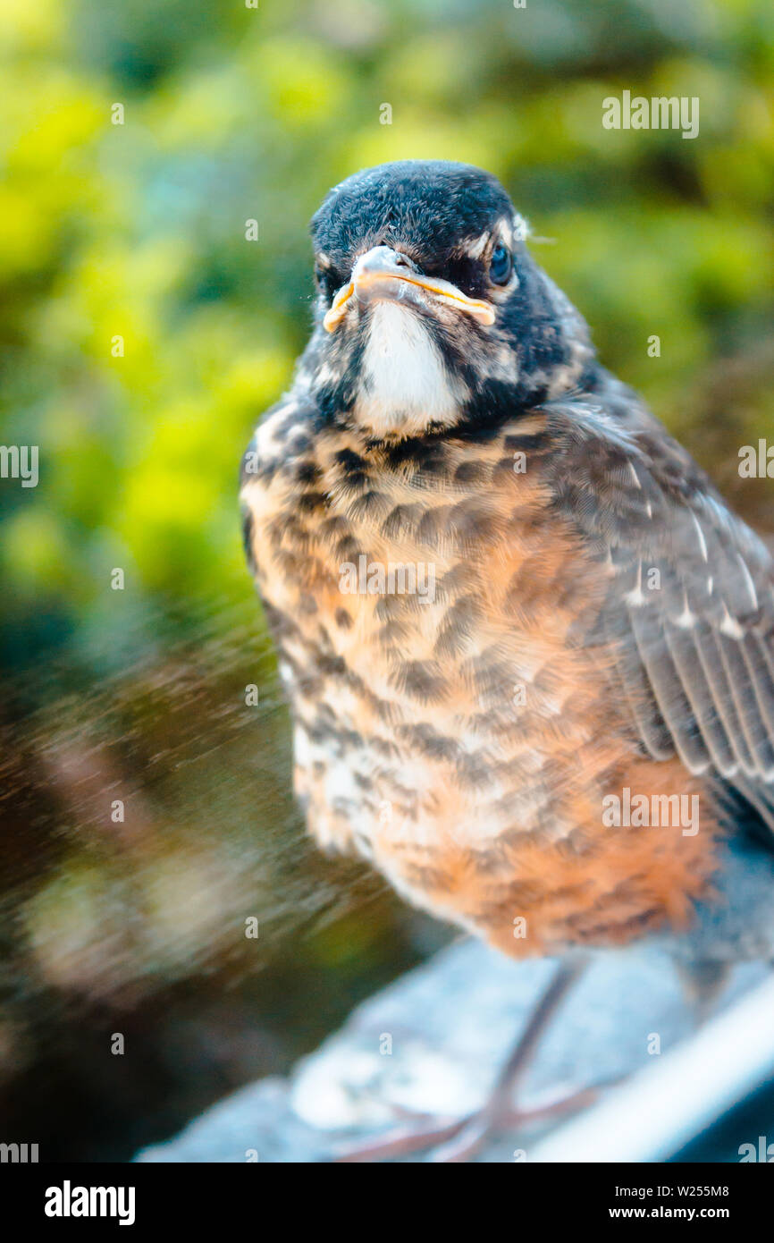 Robin staring in a window Stock Photo - Alamy