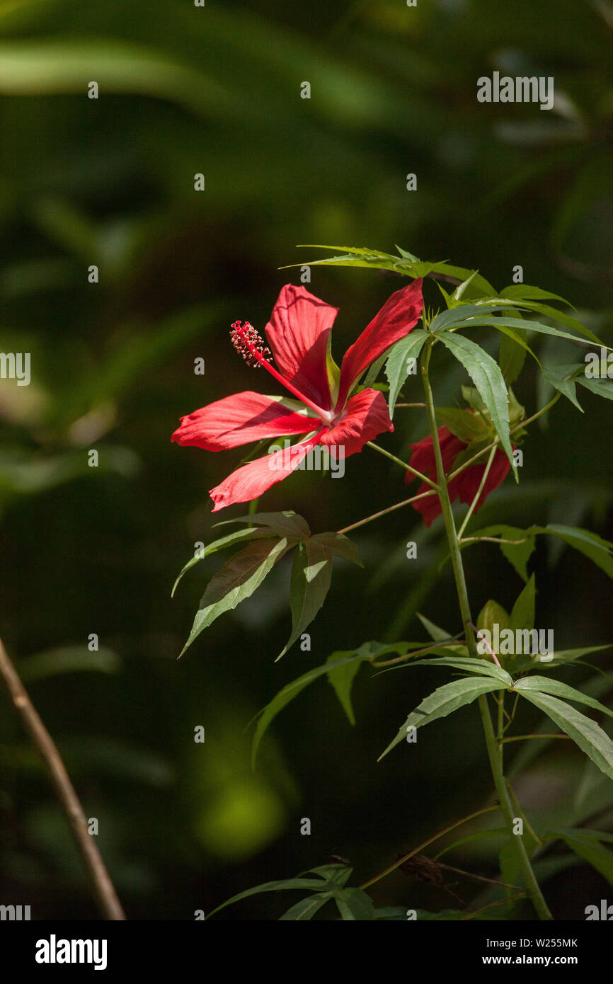Scarlet swamp hibiscus hi-res stock photography and images - Alamy