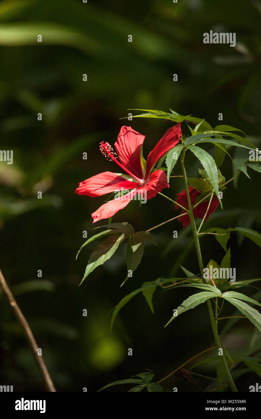 Red swamp hibiscus hibiscus coccineus grows in the Corkscrew Swamp in ...