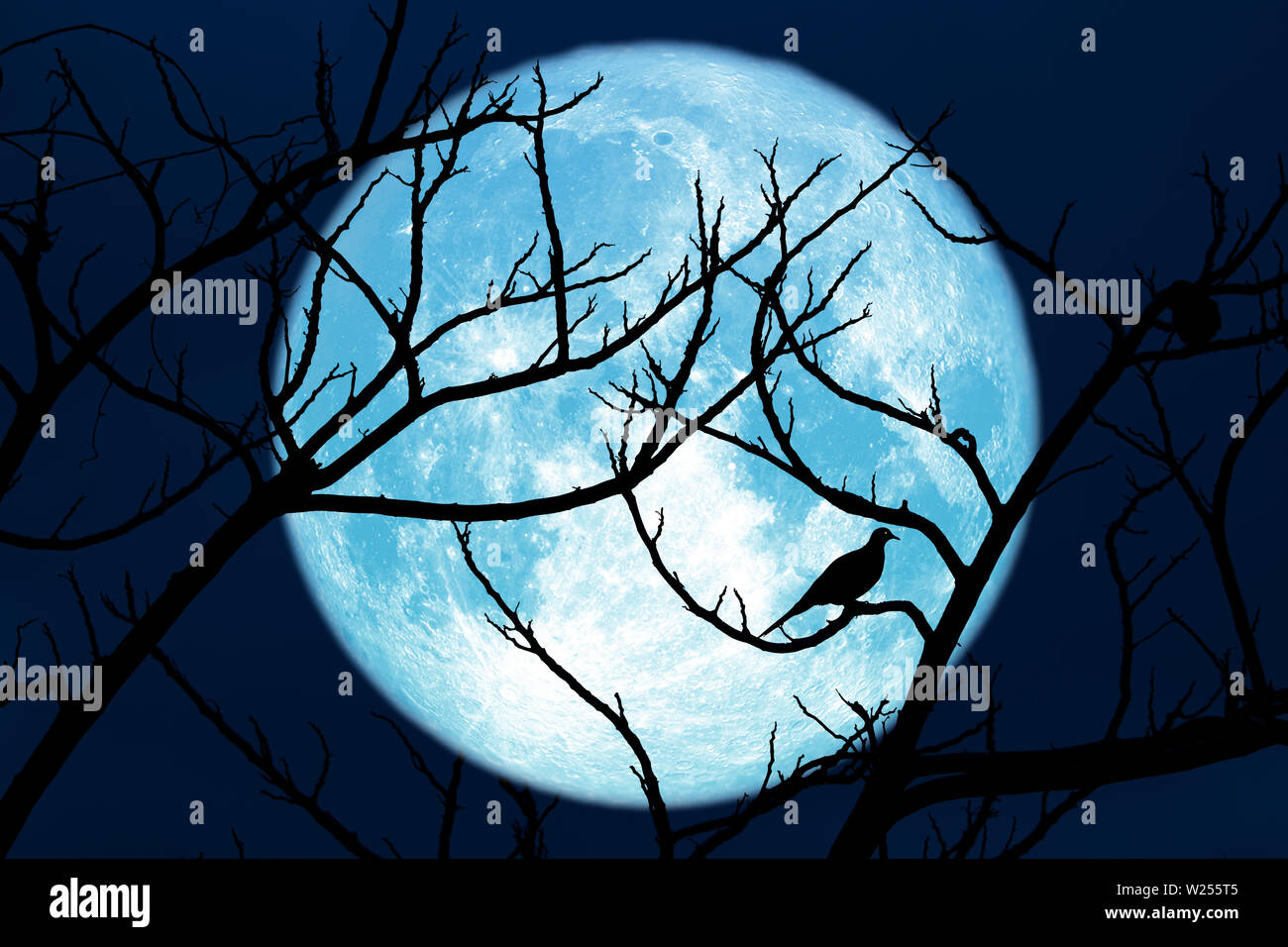 Full Corn Planting Moon back silhouette dry branch and bird on tree ...