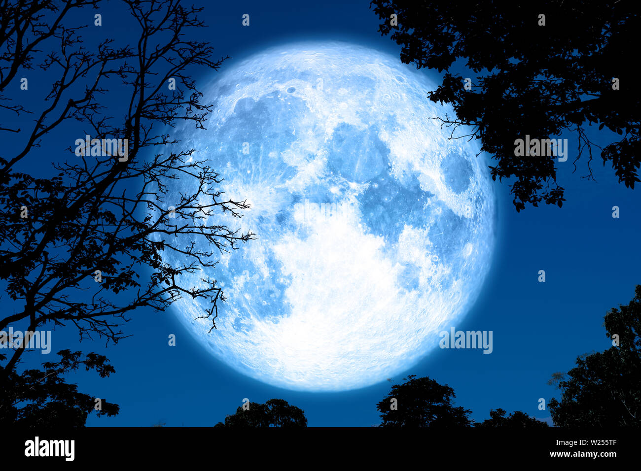 full crust moon back on silhouette plant and trees on night sky ...