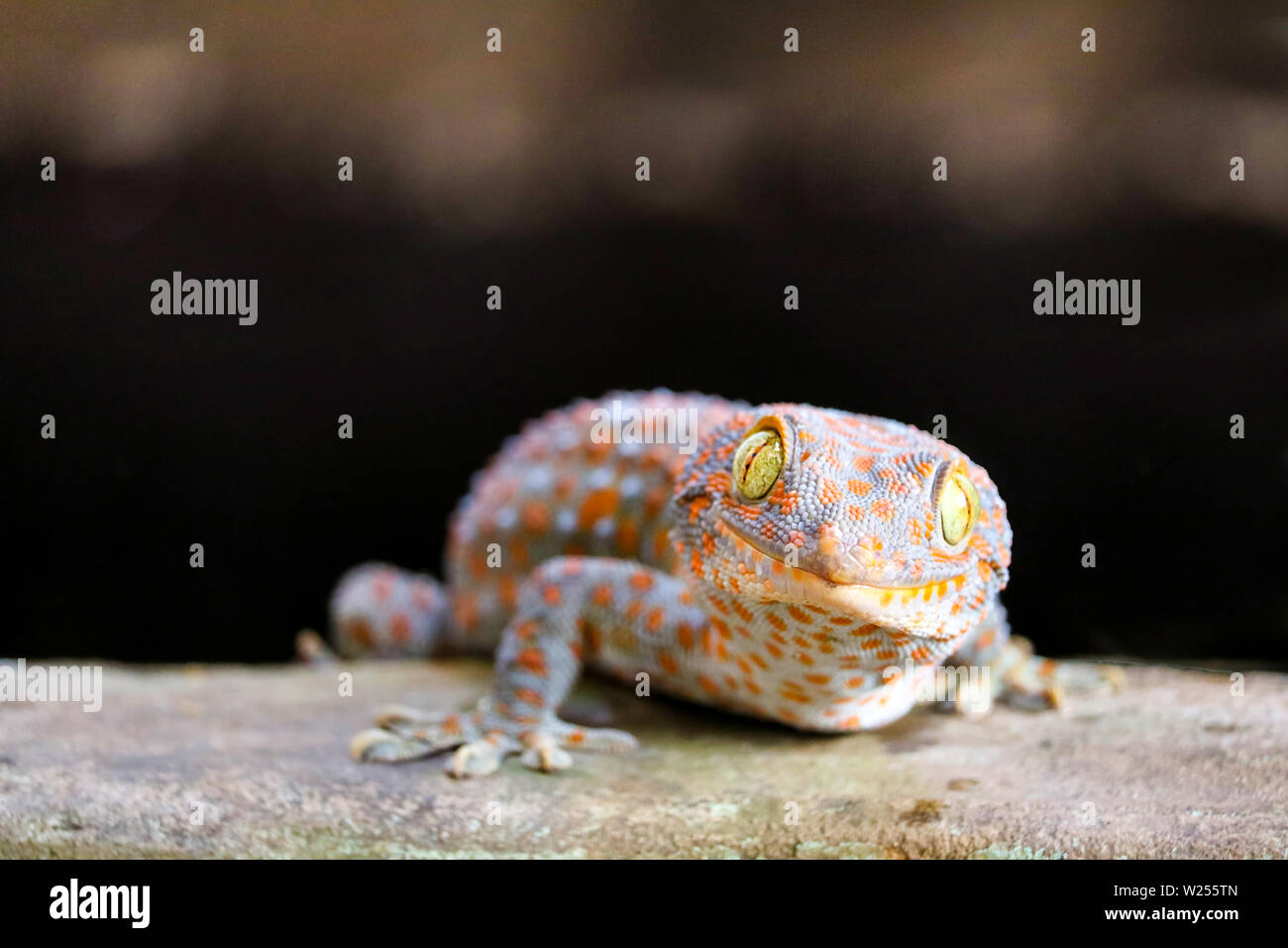gecko fell from the wall into the water tank and climbed on edge of the ...