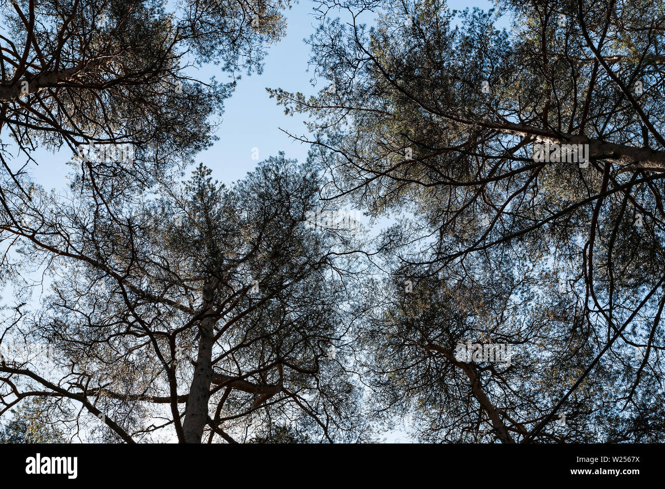 View of the tree crown from below on a Sunny day. Tree with green ...