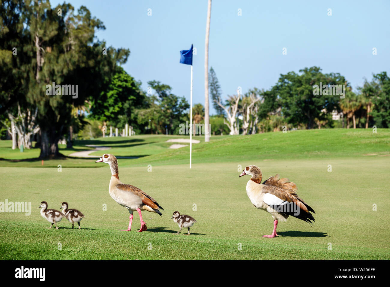 Florida egyptian goose hi-res stock photography and images - Alamy