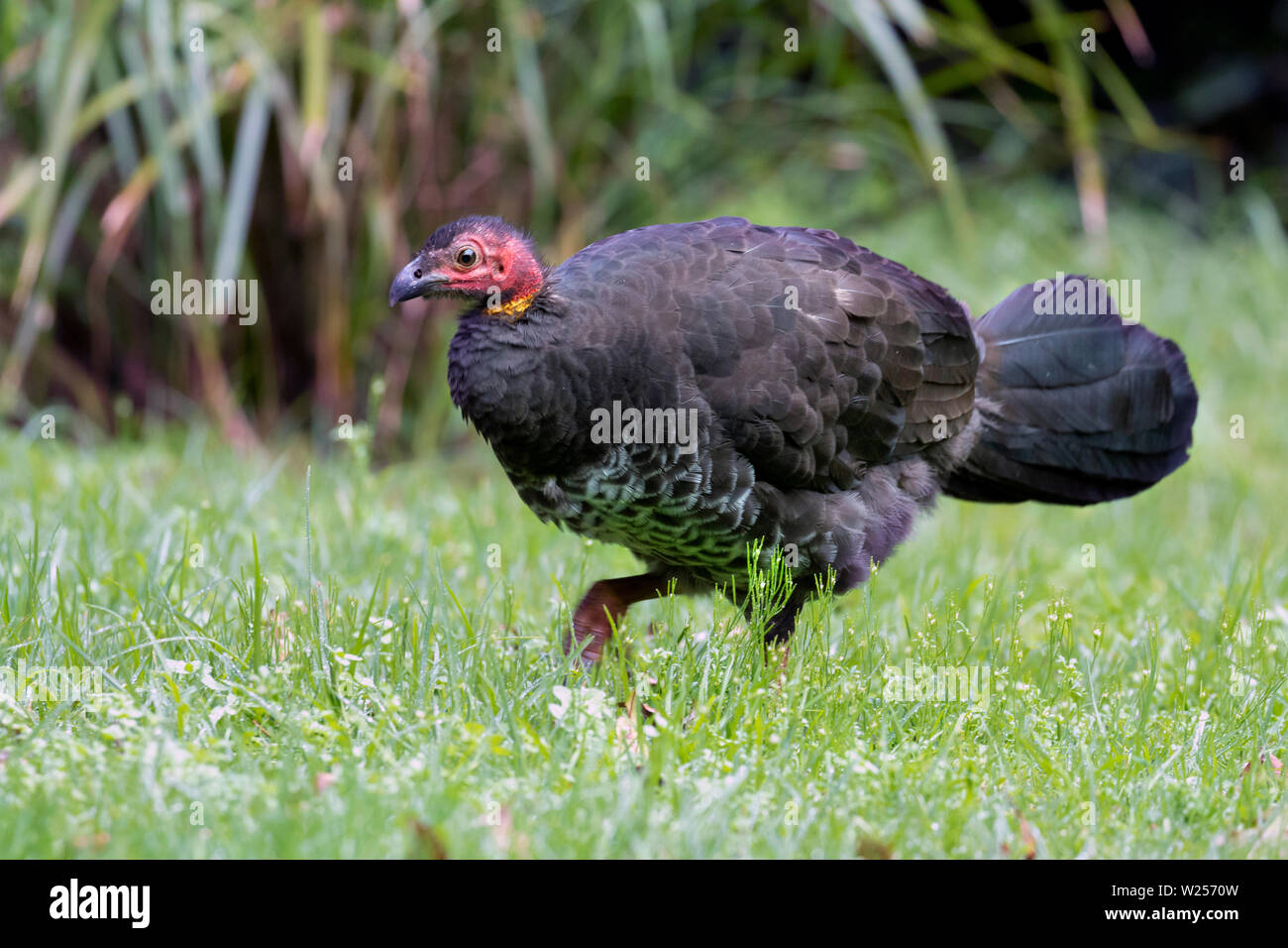 Scrub turkey hi-res stock photography and images - Alamy
