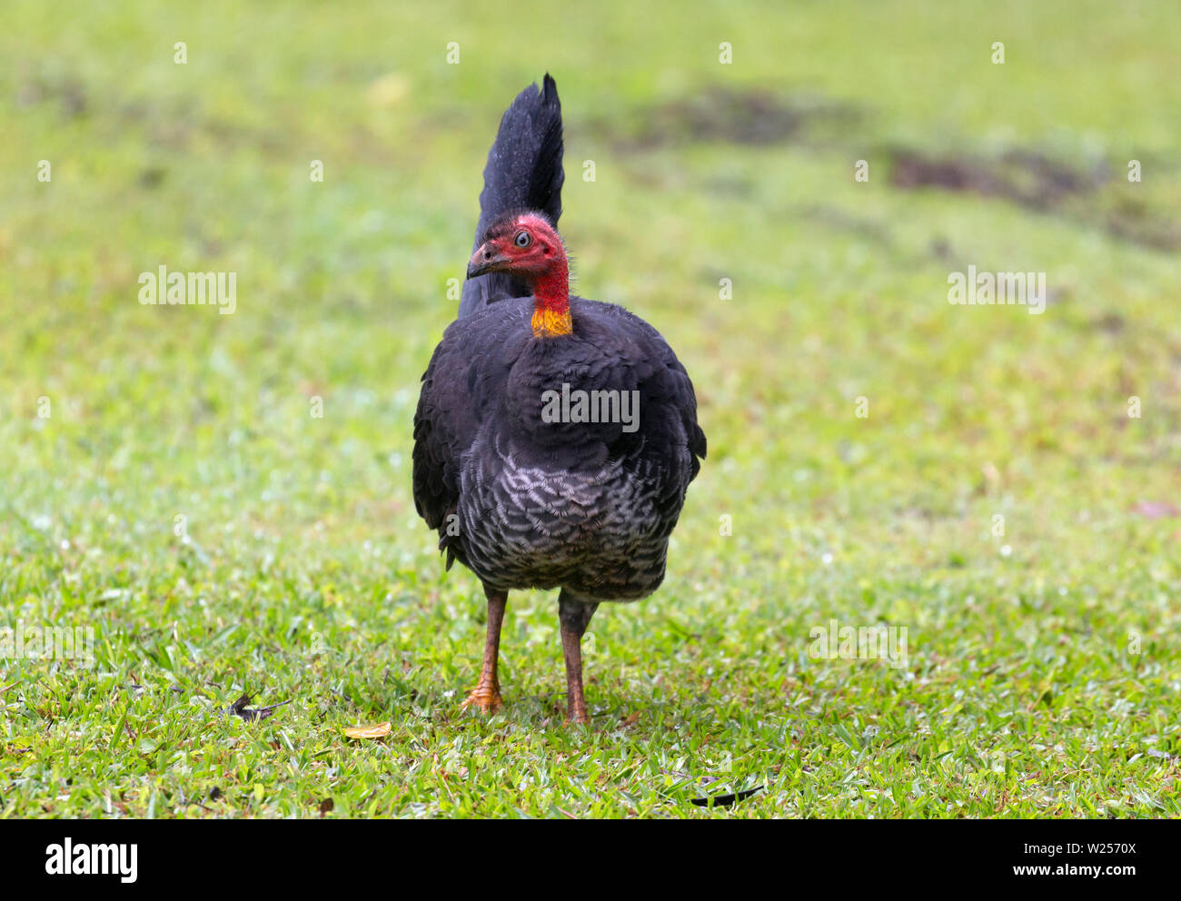 Australian brush turkey hi-res stock photography and images - Alamy