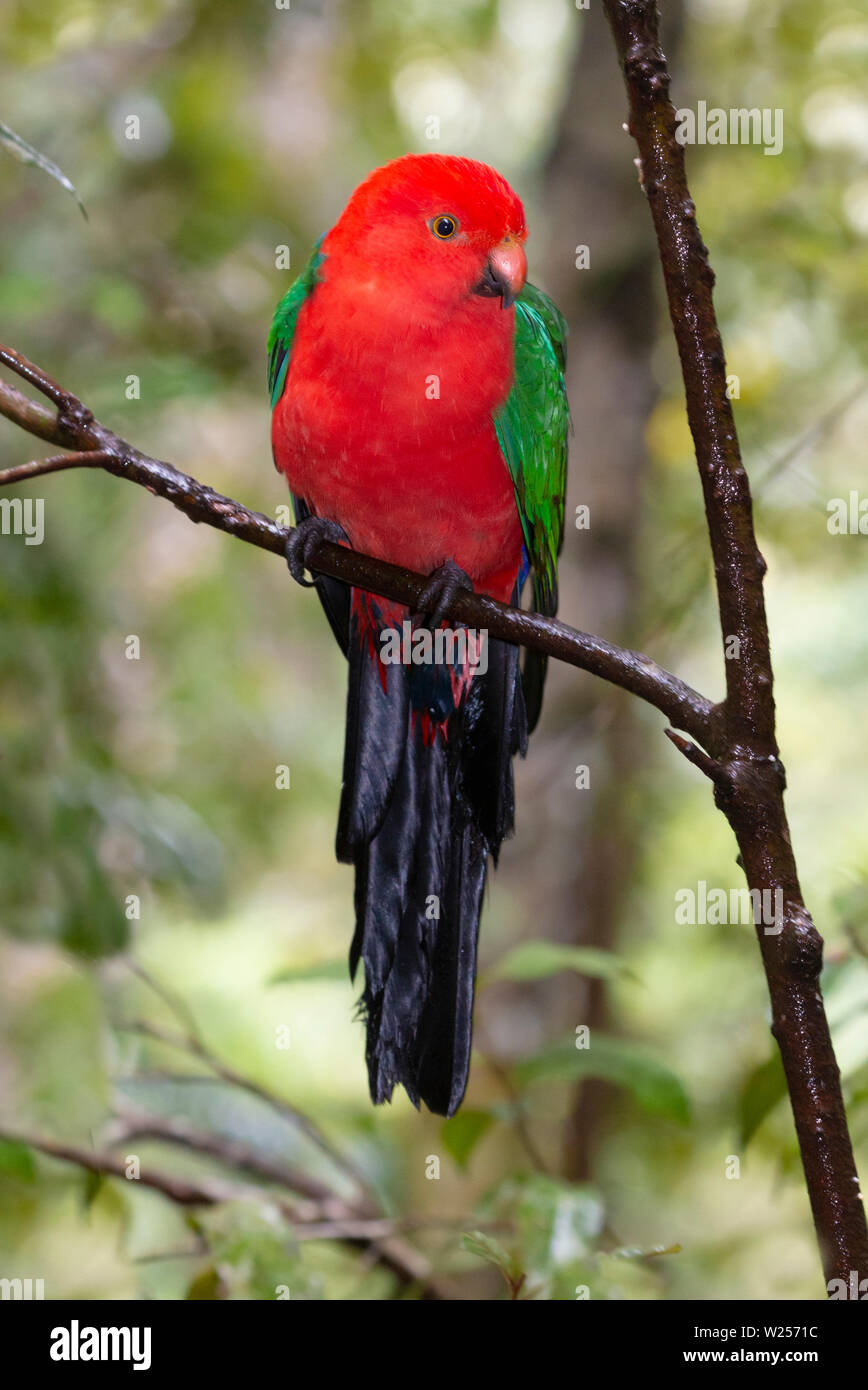 Australian King-parrot June 9th, 2019 Rainforest Canopy Treehouse, near ...