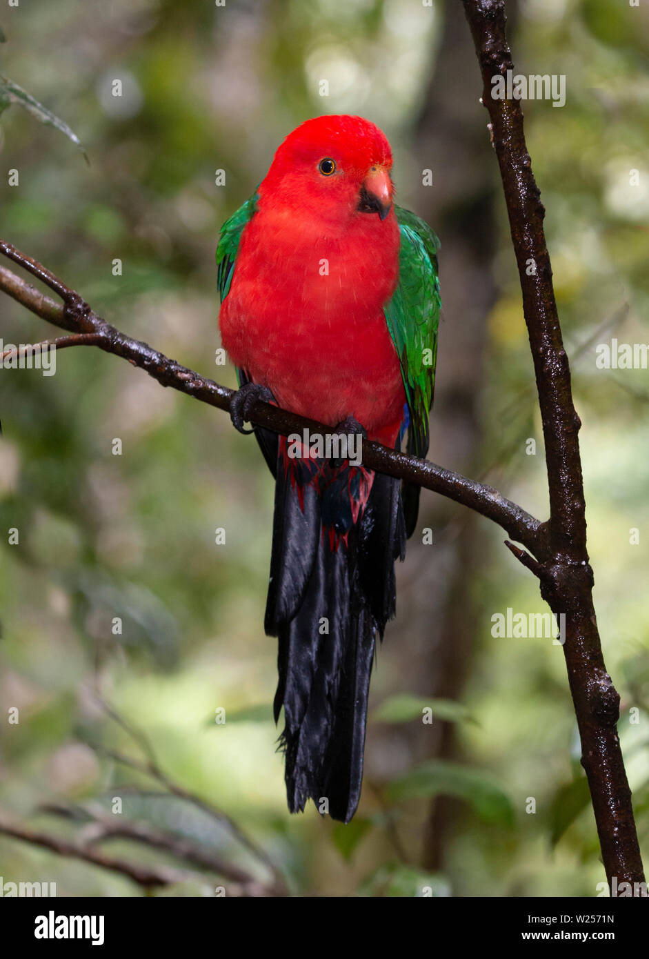 Australian King-parrot June 9th, 2019 Rainforest Canopy Treehouse, near ...