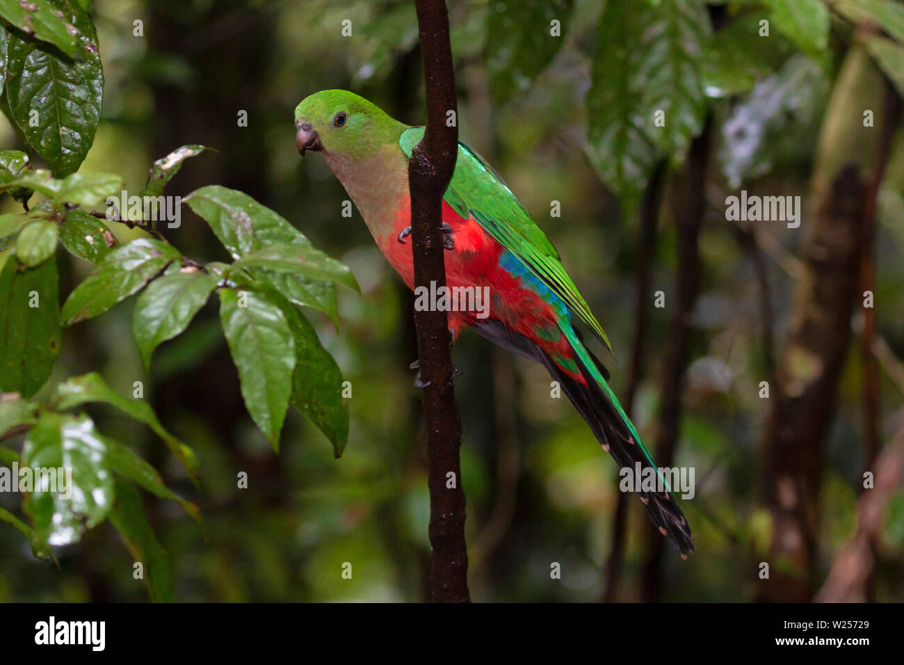 Australian King-parrot June 11th, 2019 Rainforest Canopy Treehouse ...