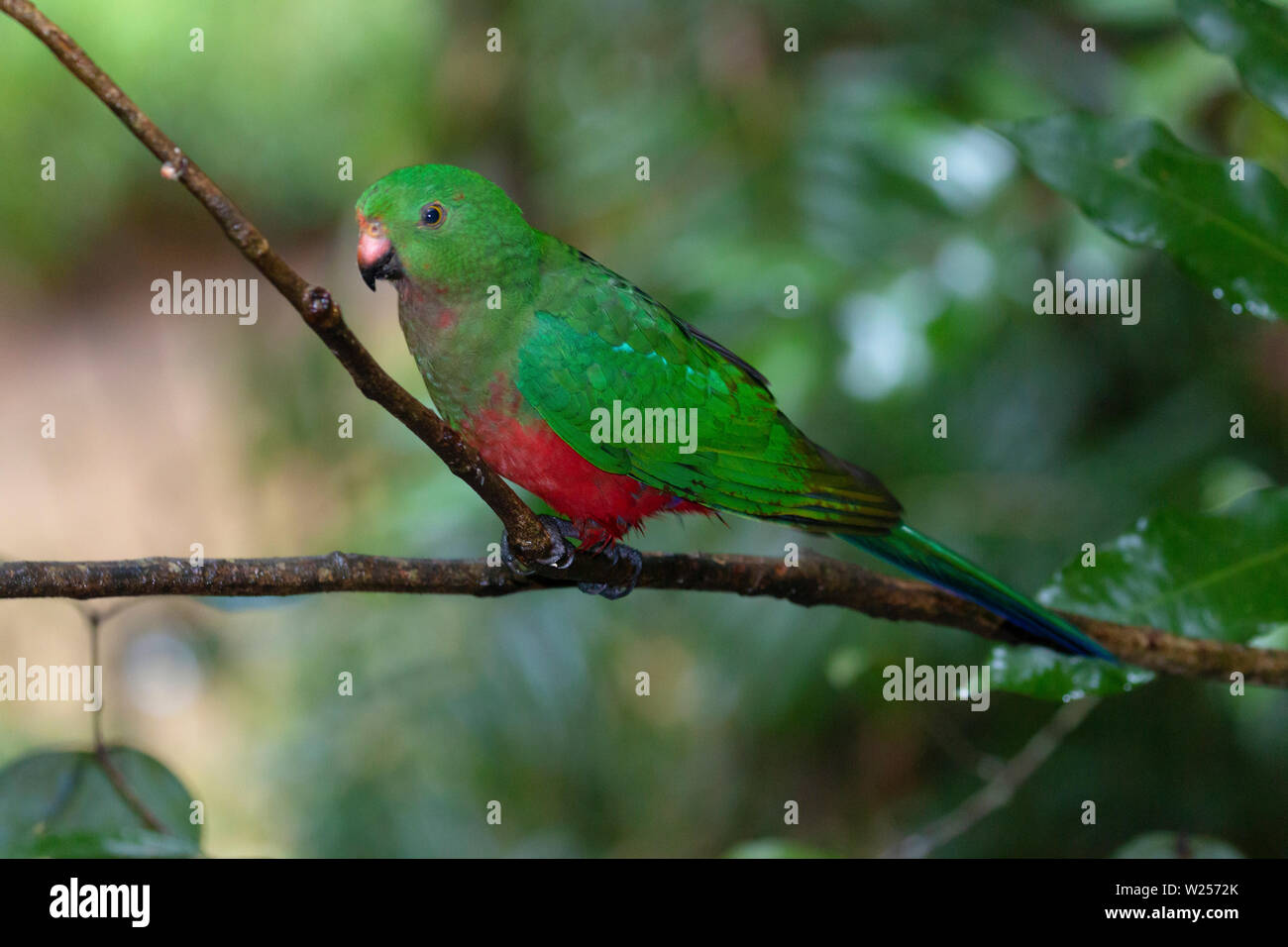 Australian King-parrot June 11th, 2019 Rainforest Canopy Treehouse ...