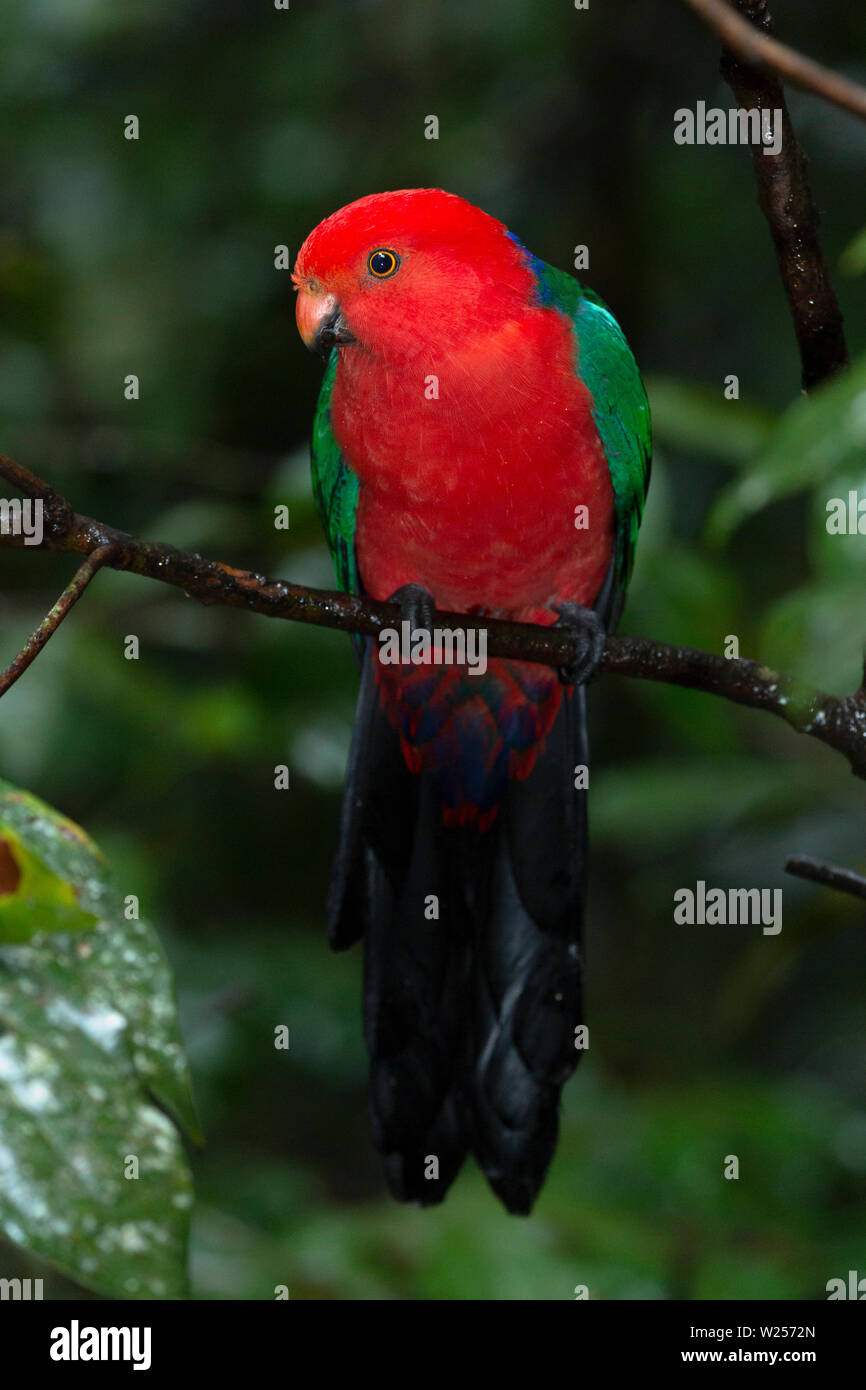 Australian King Parrot June 11th, 2019 Rainforest Canopy Treehouses ...