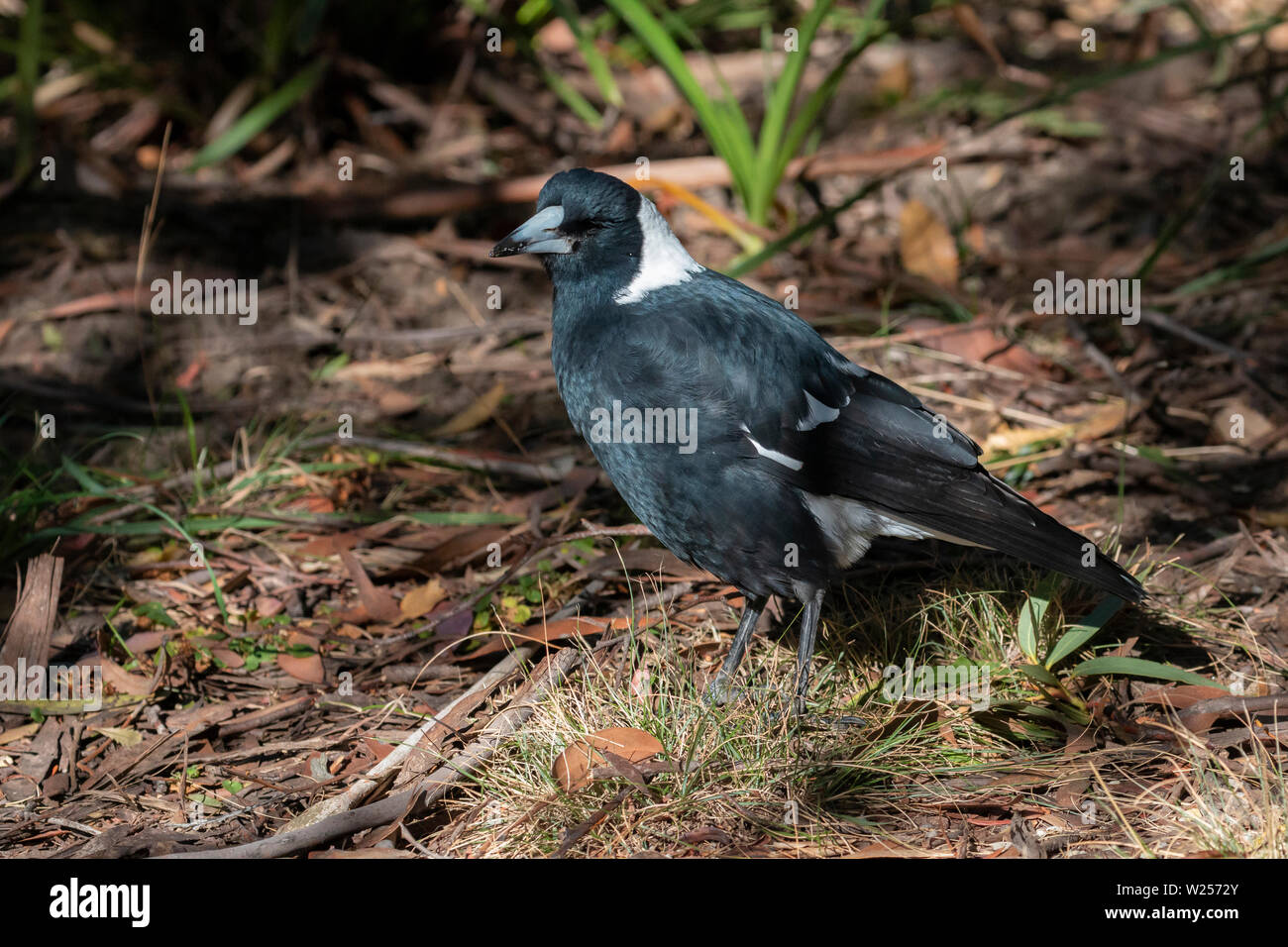 Australian Magpie, from the Blue Mountains of Australia Stock Photo - Alamy
