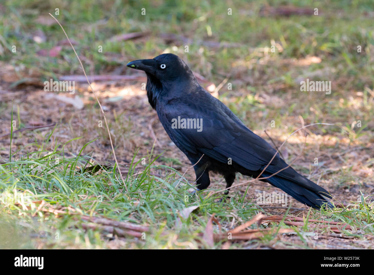 Australian raven hi-res stock photography and images - Alamy