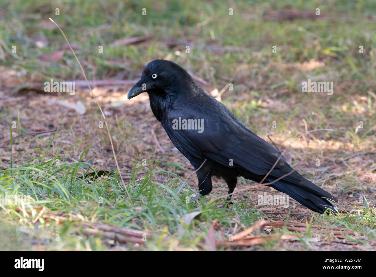 Raven mountains hi-res stock photography and images - Alamy