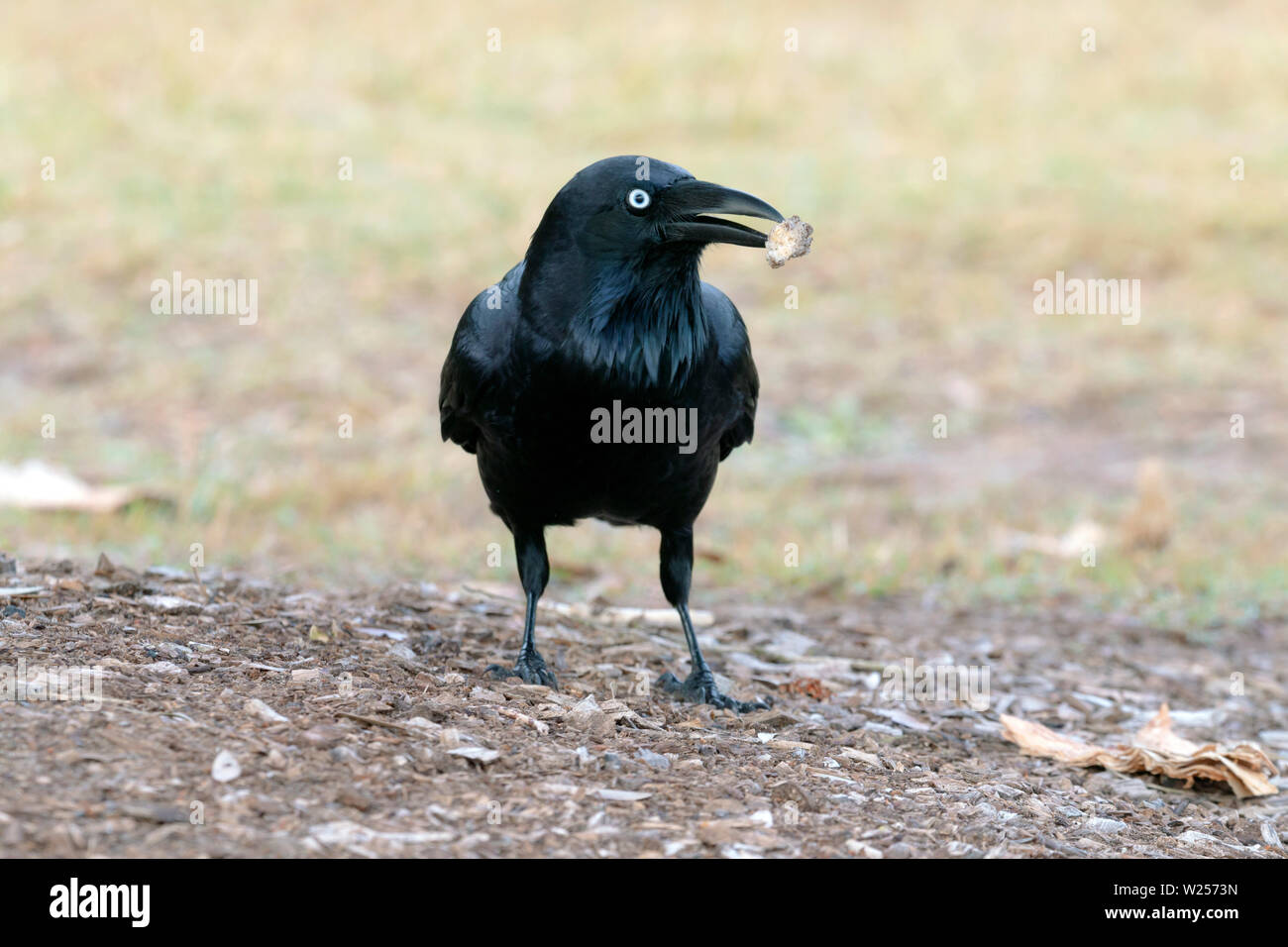 Australian Urban Wildlife High Resolution Stock Photography and Images ...