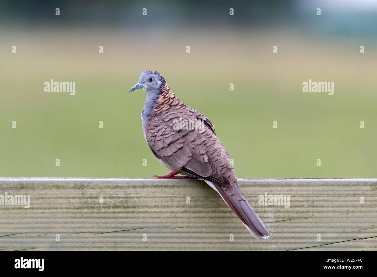 Queensland bar shouldered dove hi-res stock photography and images - Alamy