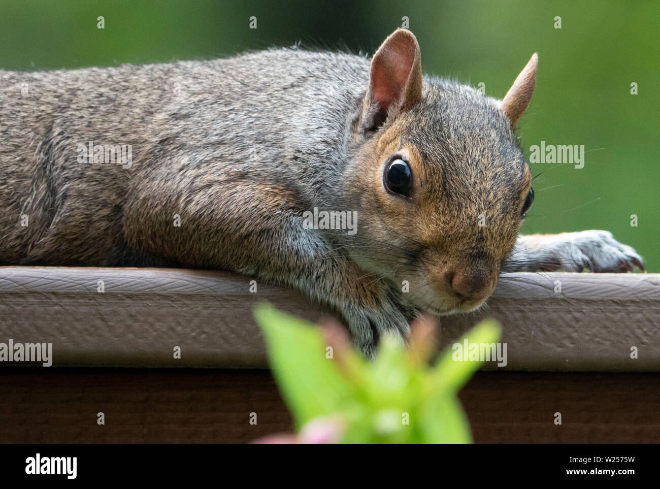 Pest on hi-res stock photography and images - Alamy