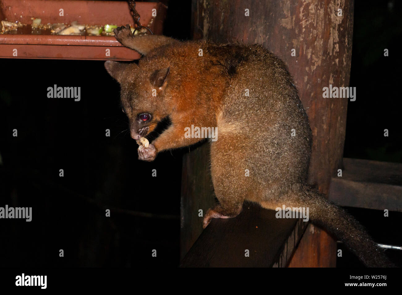 Coppery Brushtail Possum June 8th, 2019 Canopy Treehouses near Tarzali ...