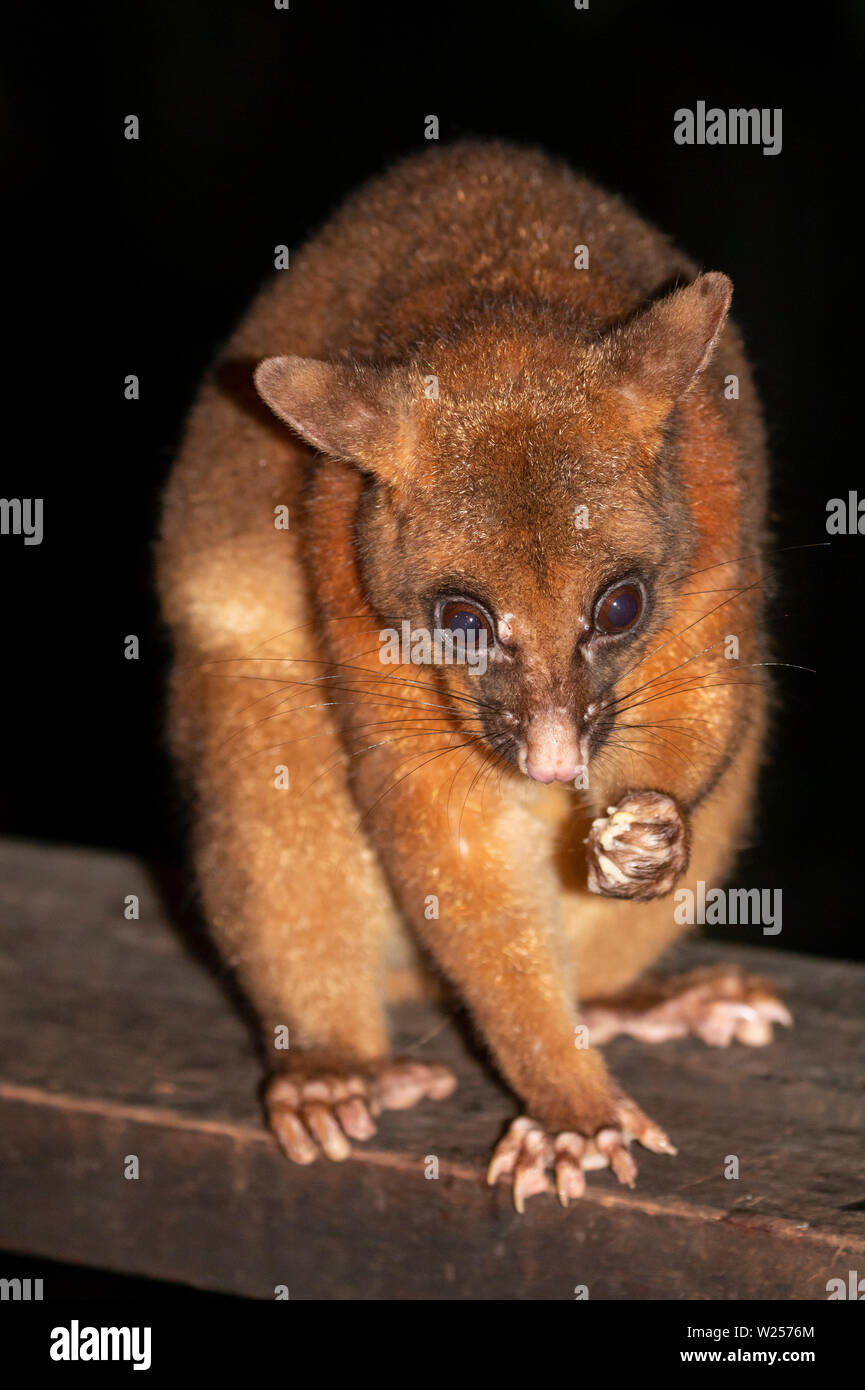 Possum face hi-res stock photography and images - Alamy