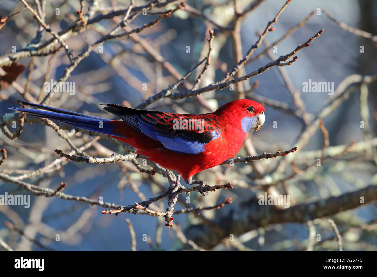 Blue rosella hi-res stock photography and images - Alamy