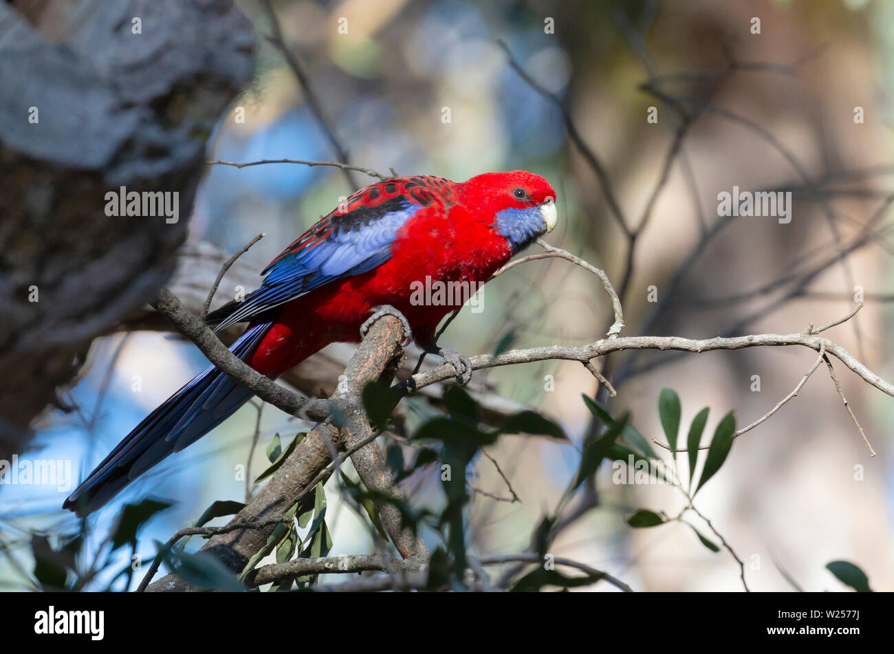 Red and blue rosella hi-res stock photography and images - Alamy