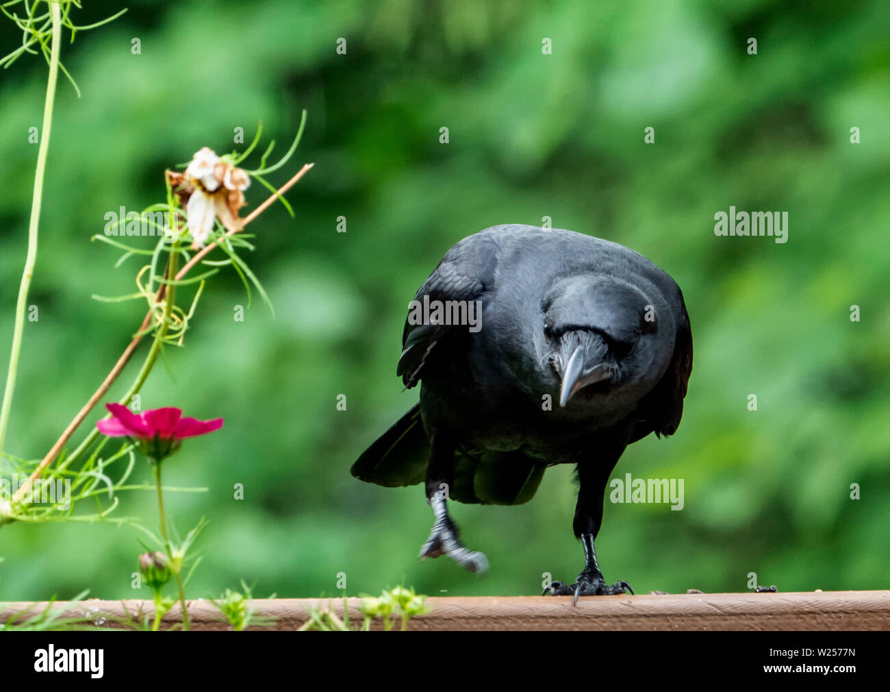 Black lookout hi-res stock photography and images - Alamy