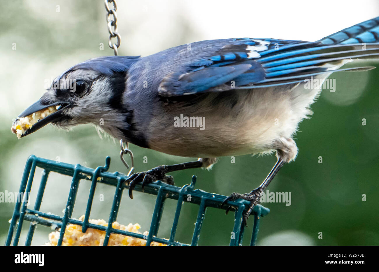 Quite a mouthful hi-res stock photography and images - Alamy