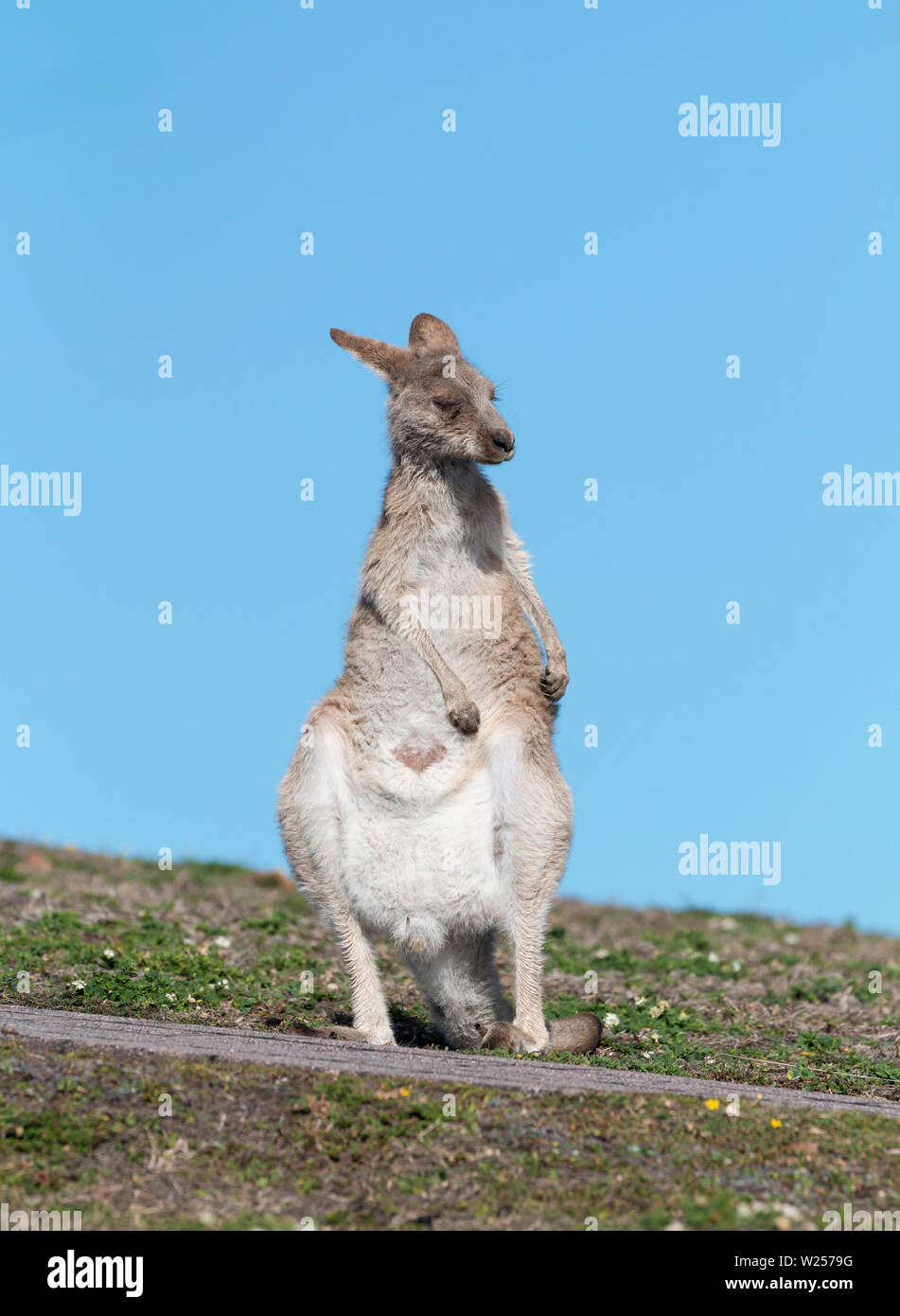Bongil bongil australia hi-res stock photography and images - Alamy