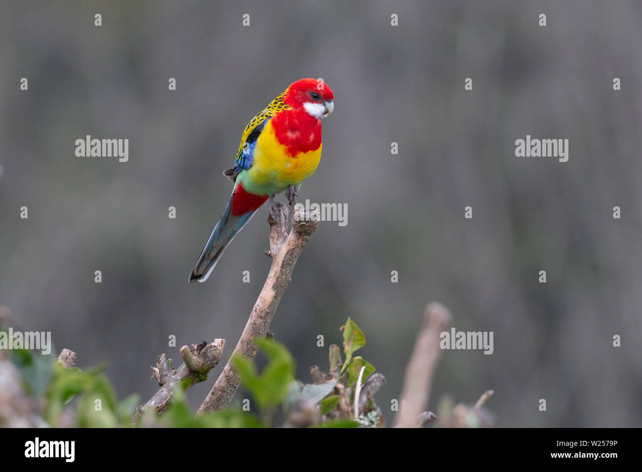 Yellow Rosella High Resolution Stock Photography and Images - Alamy
