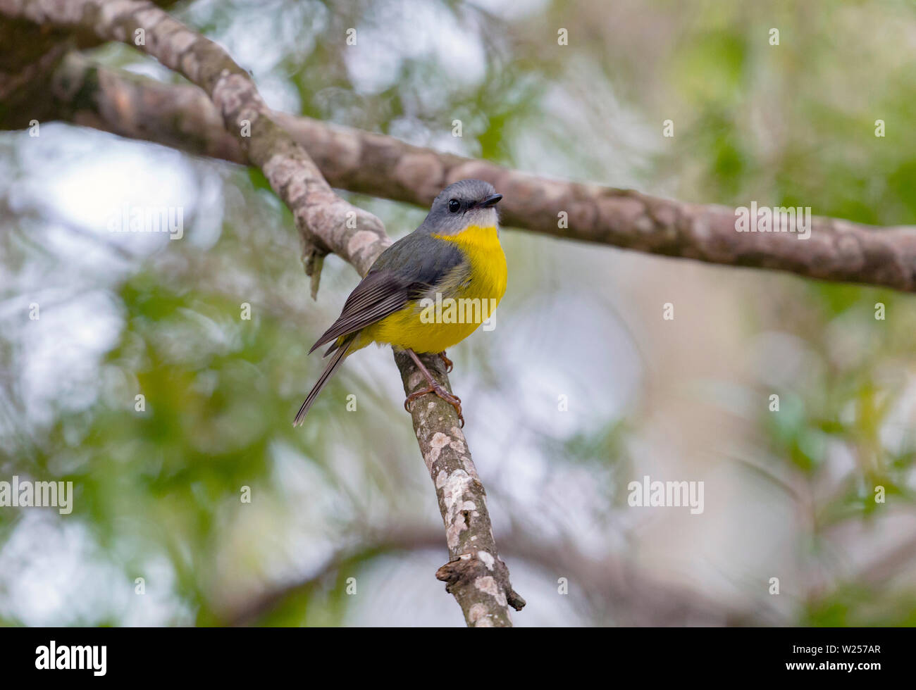 Eastern Yellow Robin June 1st, 2019 Dorrigo National Park, Australia ...