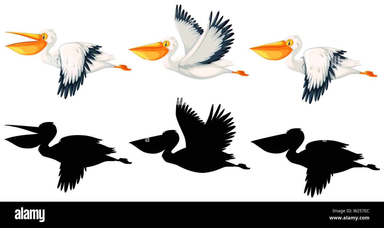 Set of pelican character illustration Stock Vector Image & Art - Alamy