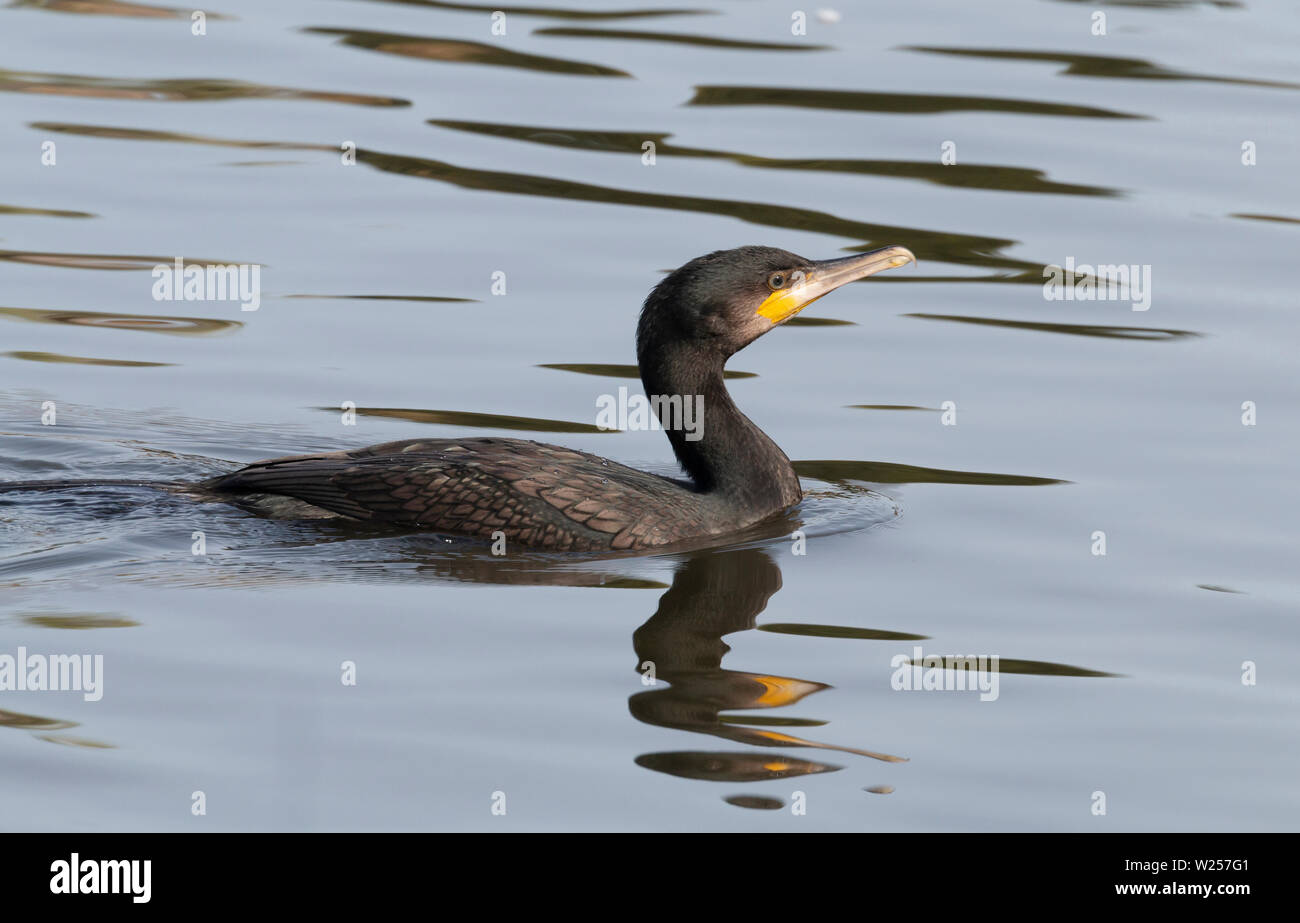 Great Cormorant June 12th, 2019 Centennial Park, Sydney, Australia ...