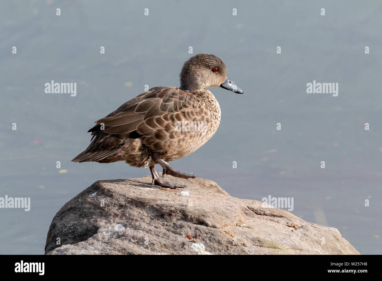 Grey Teal June 12th, 2019 Centennial Park, Sydney, Australia Stock ...