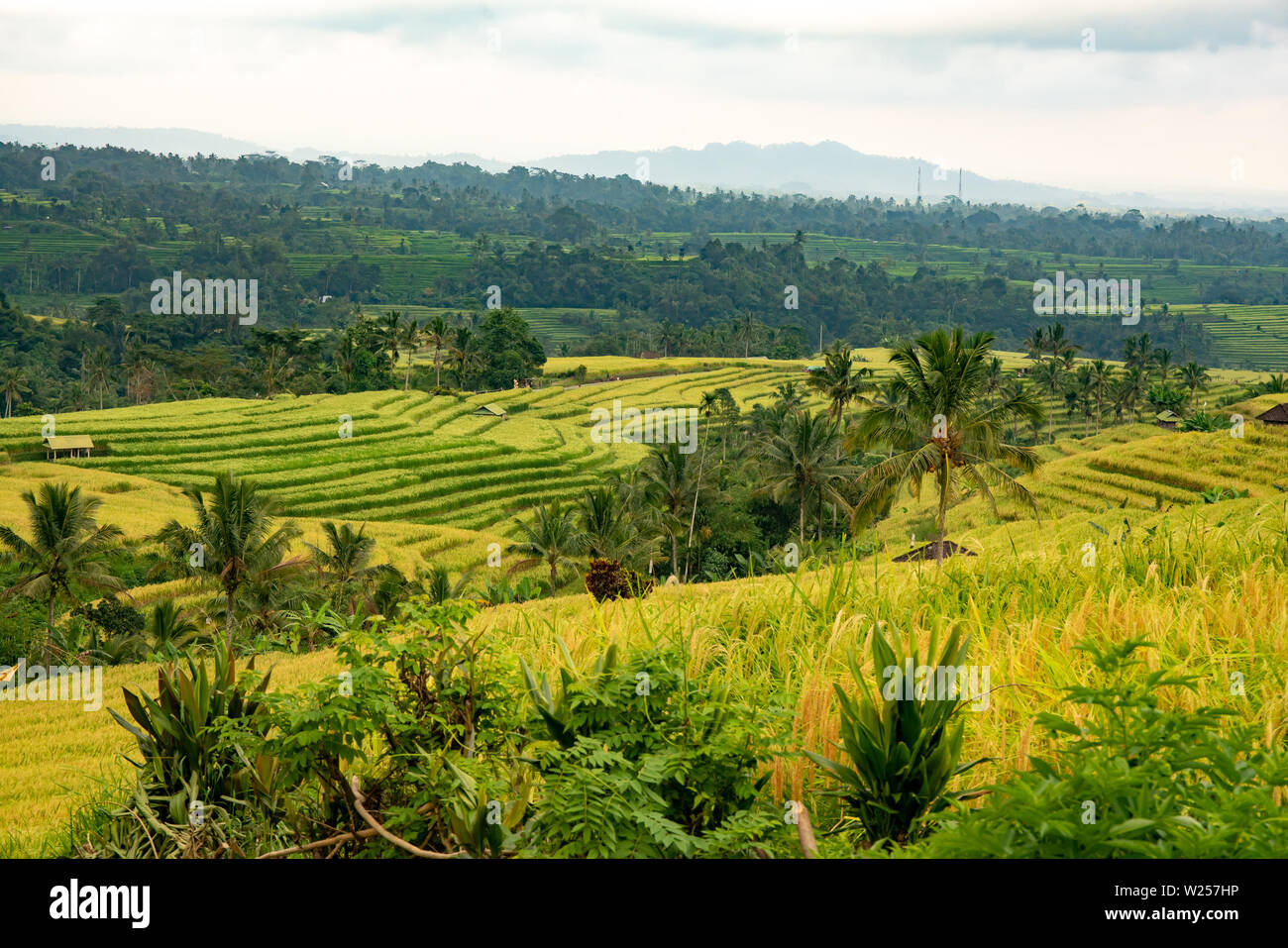 Beautiful rice terraces in Bali ready for harvest Stock Photo - Alamy