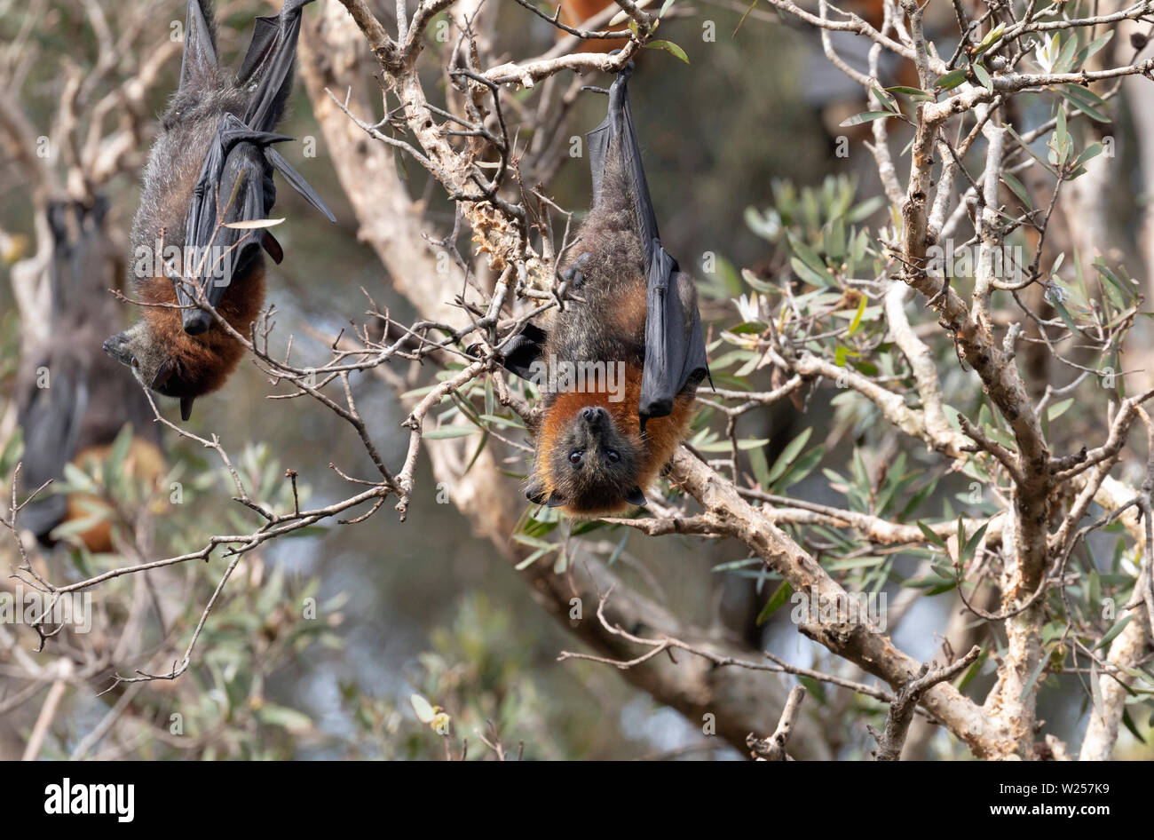 Grey-headed Flying Fox June 12th, 2019 Centennial Park, Sydney ...