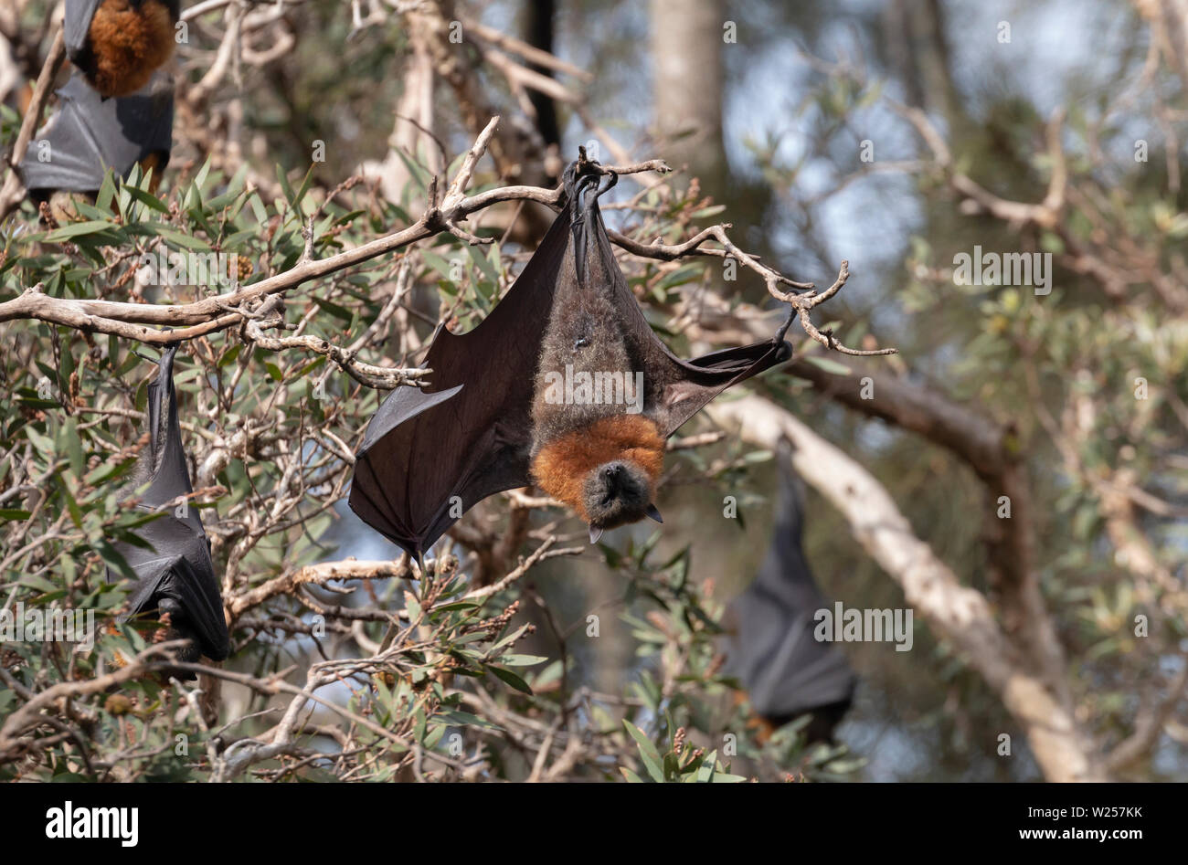 Grey-headed Flying Fox June 12th, 2019 Centennial Park, Sydney ...