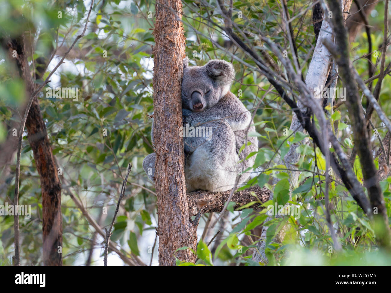 Napping koala hi-res stock photography and images - Alamy