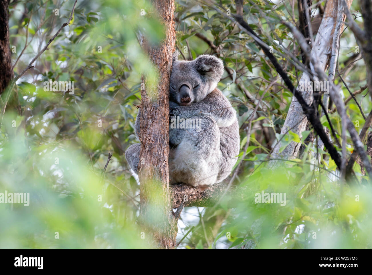 Napping koala hi-res stock photography and images - Alamy