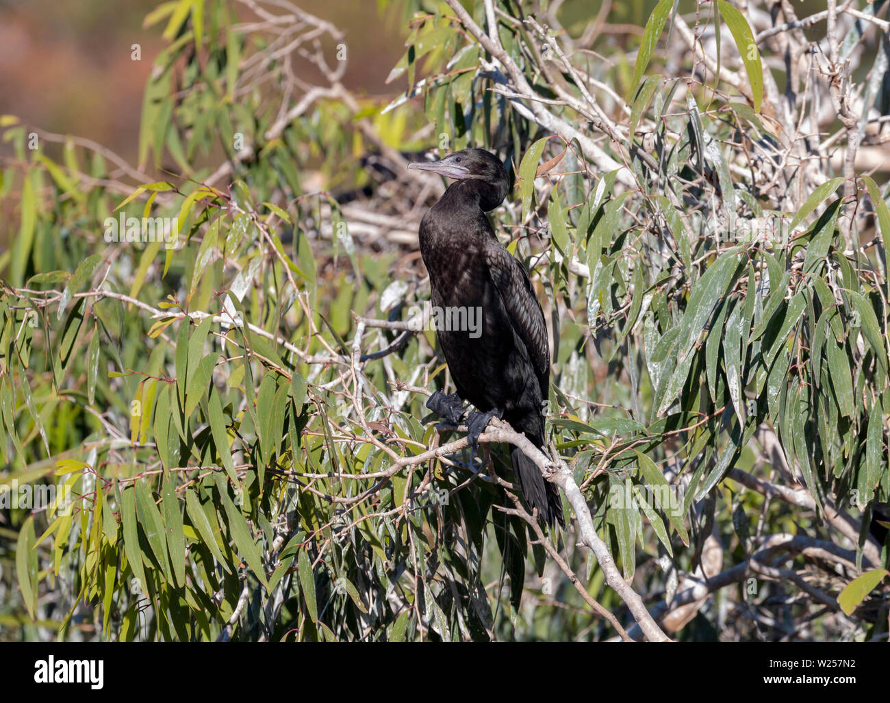 Botanic identification hi-res stock photography and images - Alamy