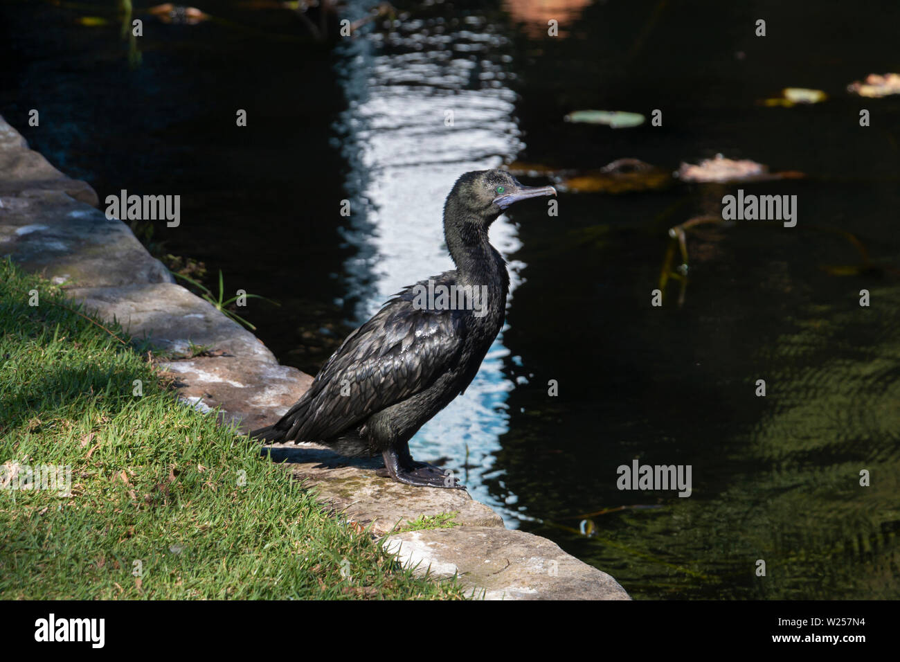 Botanic identification hi-res stock photography and images - Alamy